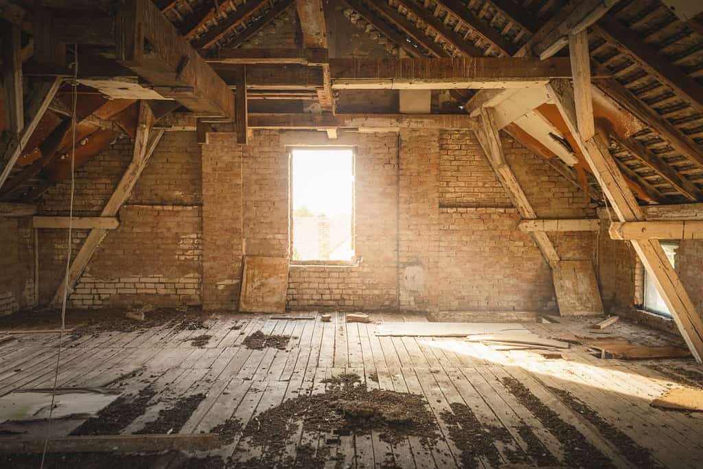 9 Animals That Love to Live in Attics (And How to Get Them to Move Out ...