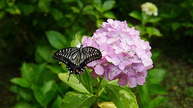 Fun Pollinator Facts to Share This National Pollinator Week - A-Z Animals