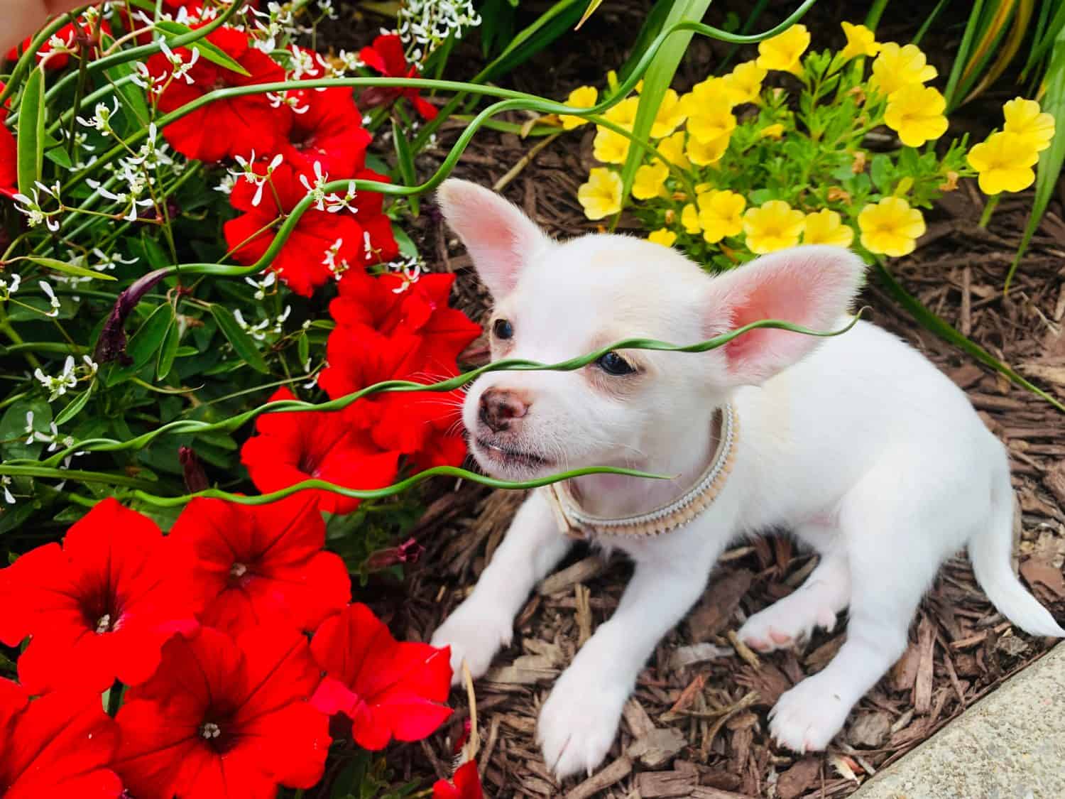 Discover 10 Rat Terrier Colors and Markings - A-Z Animals