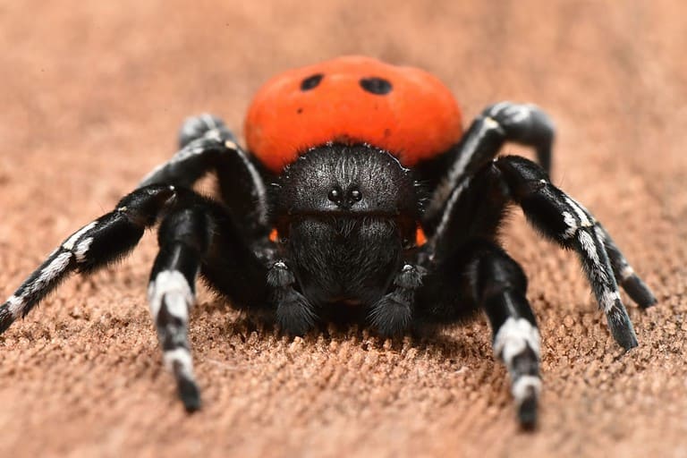 The 6 Best Types of Spiders to Keep as Pets, Ranked - A-Z Animals