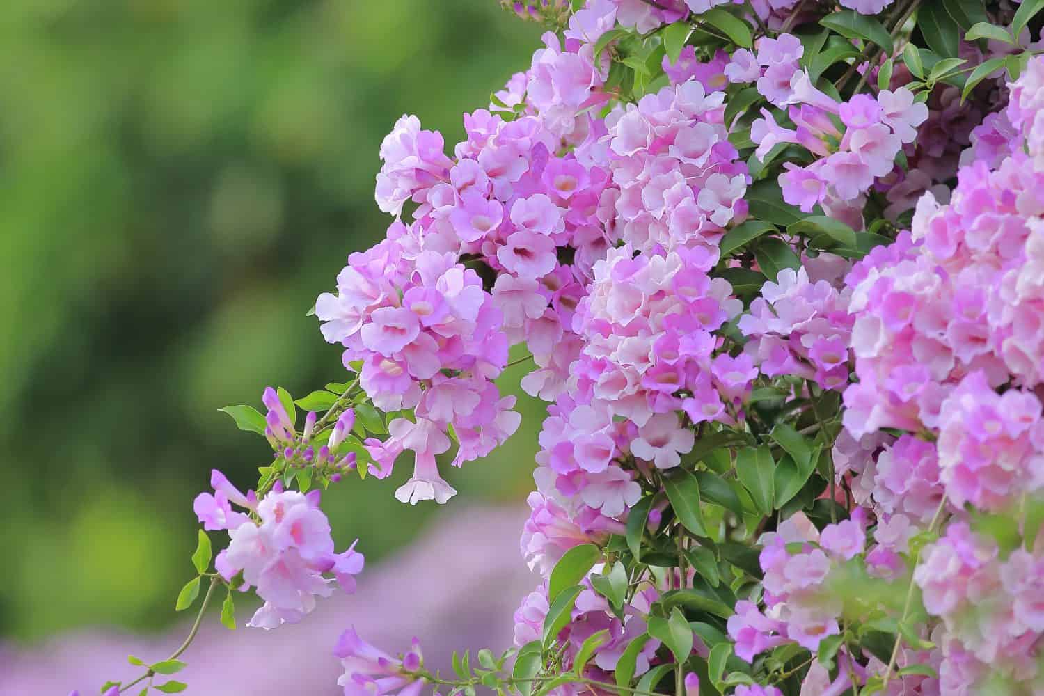 20 Vines That Produce Stunning Pink Flowers - A-Z Animals