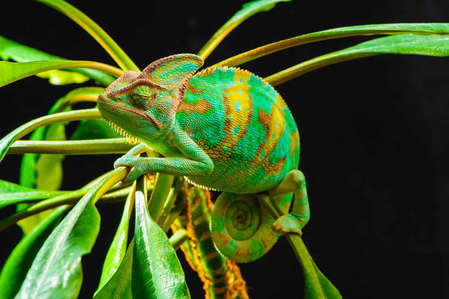 7 Animals With Amazing Camouflage - A-Z Animals