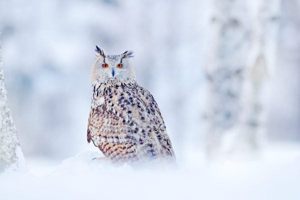How Animals in the Taiga Survive the Extreme Winter Cold - A-Z Animals