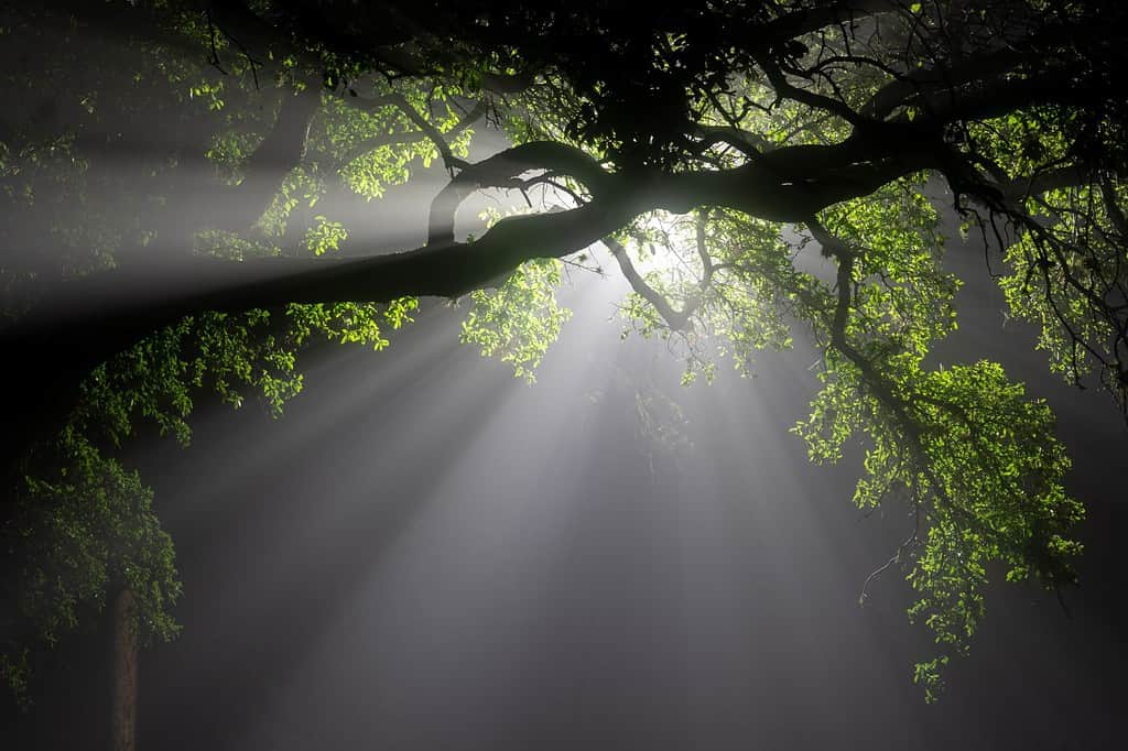 See 16 Awesome Trees That Start With E - A-Z Animals