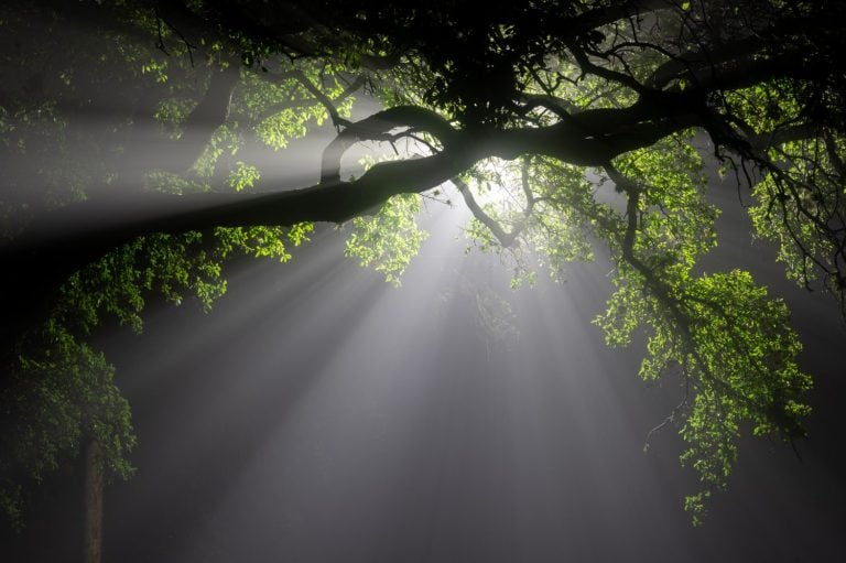 See 16 Awesome Trees That Start With E - A-Z Animals