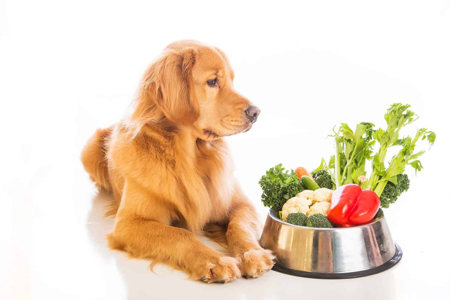 13 Human Foods That Are Good for Your Dog - A-Z Animals