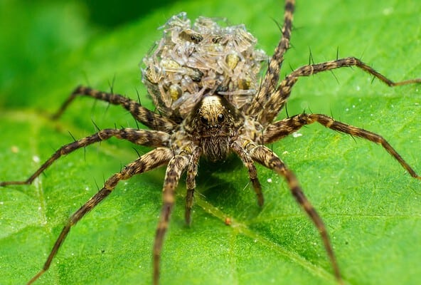 Why Wolf Spiders Turn Into Living Nurseries for Their Young - A-Z Animals