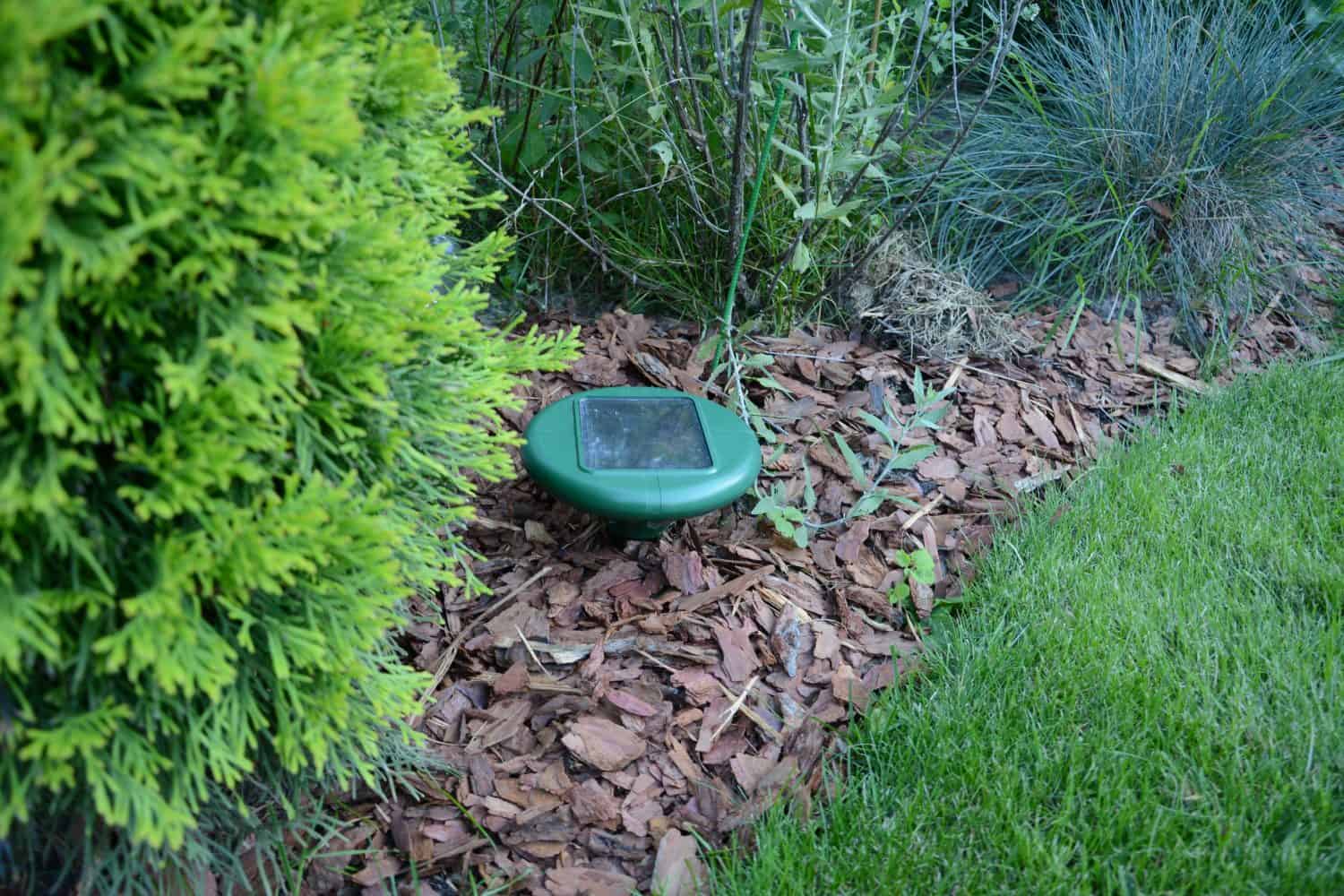 Do Scarecrows Work? How to Protect Your Garden From Hungry Birds and ...