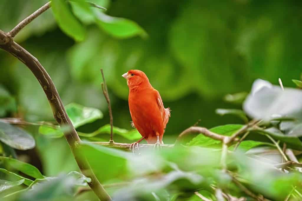 100+ Cute and Funny Pet Bird Names - A-Z Animals