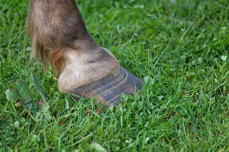 Laminitis in Horses: Causes, Symptoms, and Treatments - A-Z Animals
