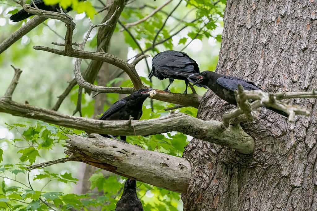 Baby Crow: 6 Pictures and 6 Amazing Facts - A-Z Animals