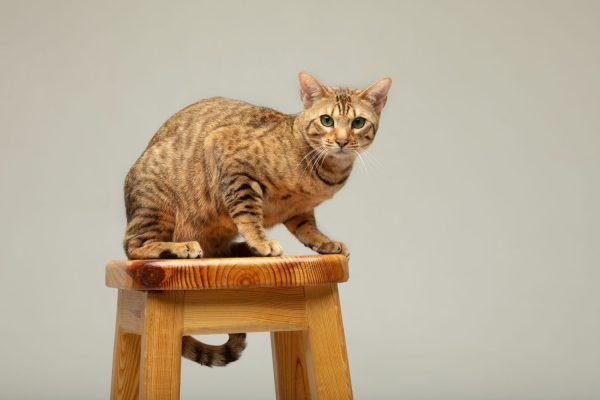 The 9 Spotted Cat Breeds and Where They Came From - A-Z Animals