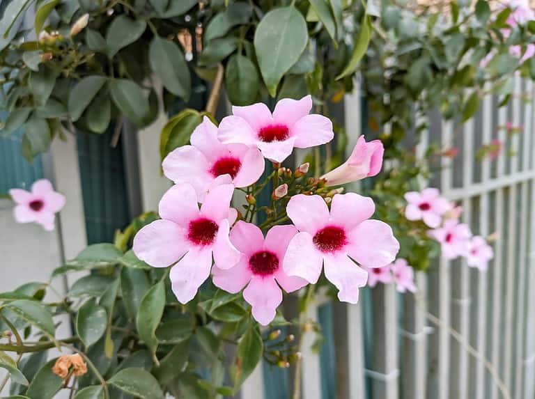 20 Vines That Produce Stunning Pink Flowers - A-Z Animals