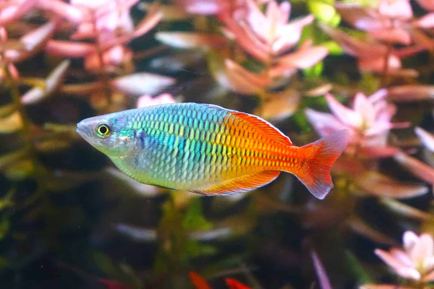 30 Colorful Creatures That Look Like Rainbows - A-Z Animals