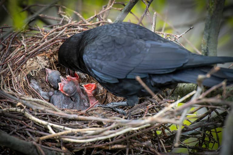 Baby Crow: 6 Pictures and 6 Amazing Facts - A-Z Animals