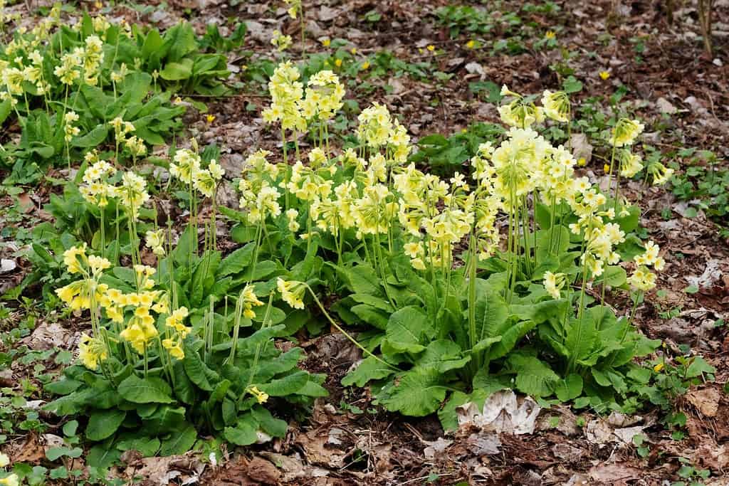 Explore the 21 Amazing 5-Letter Flowers (The Complete List!) - A-Z Animals