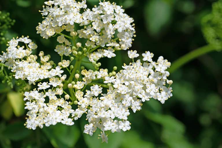 11 Beautiful Flowering Trees Found In Oregon | The Ashland Chronicle-Oregon