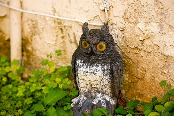 Do Scarecrows Work? How to Protect Your Garden From Hungry Birds and ...