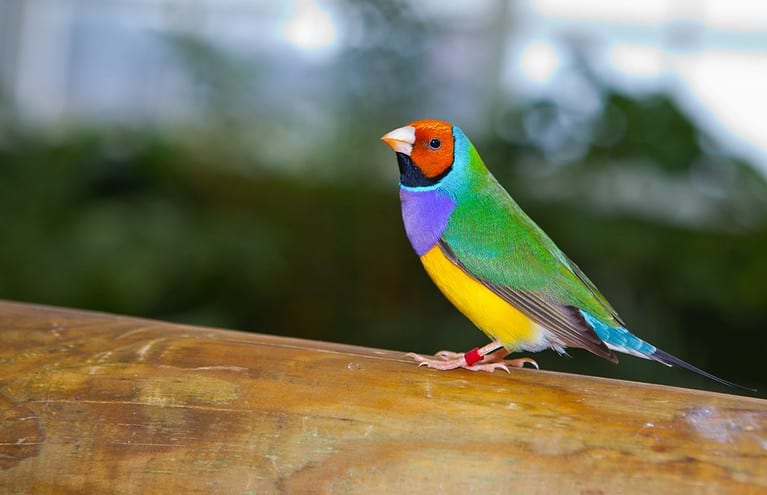 These Stunning Rainbow-Colored Creatures Show the True Beauty of Nature ...