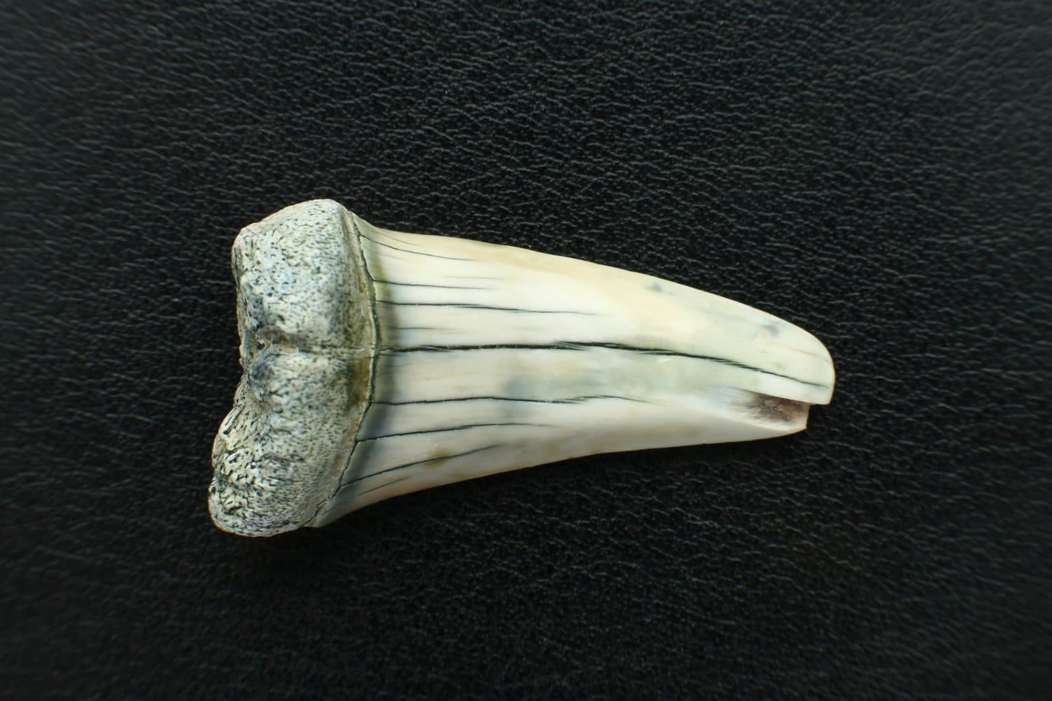 Everything You Never Knew About Megalodon Teeth - A-Z Animals