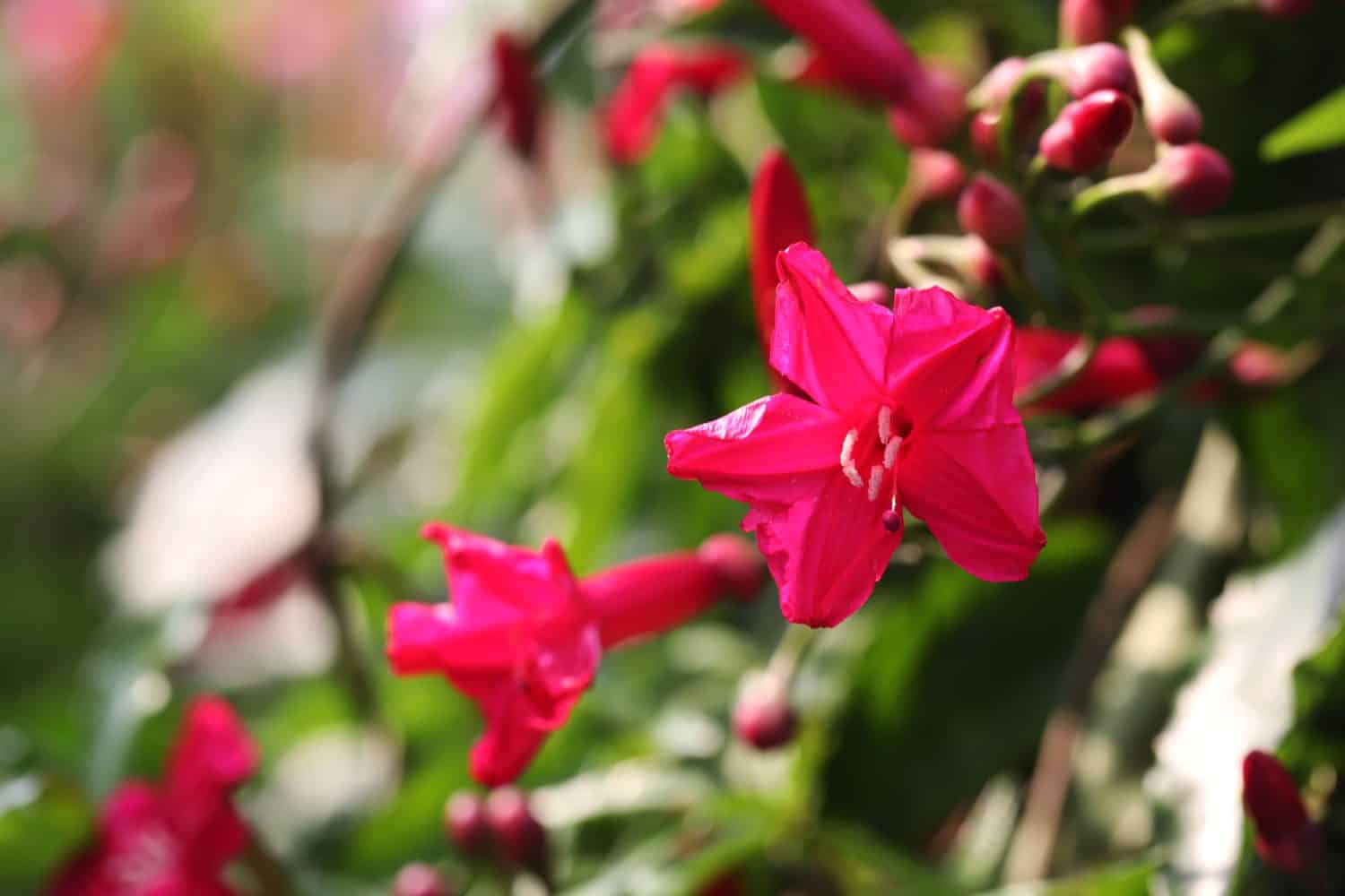 20 Vines That Produce Stunning Pink Flowers - A-Z Animals