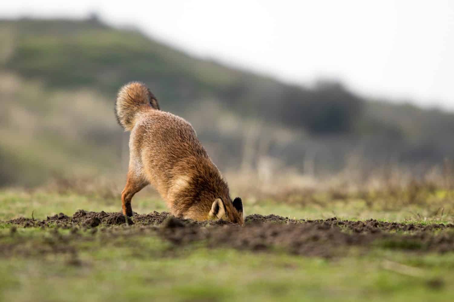 Fox vs Wolf: The Top 4 Differences of the Gray and Red Canids - A-Z Animals