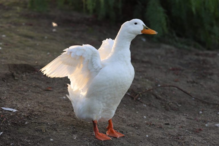 American Pekin: Characteristics, Lifespan, Size, Price, and More! - A-Z ...