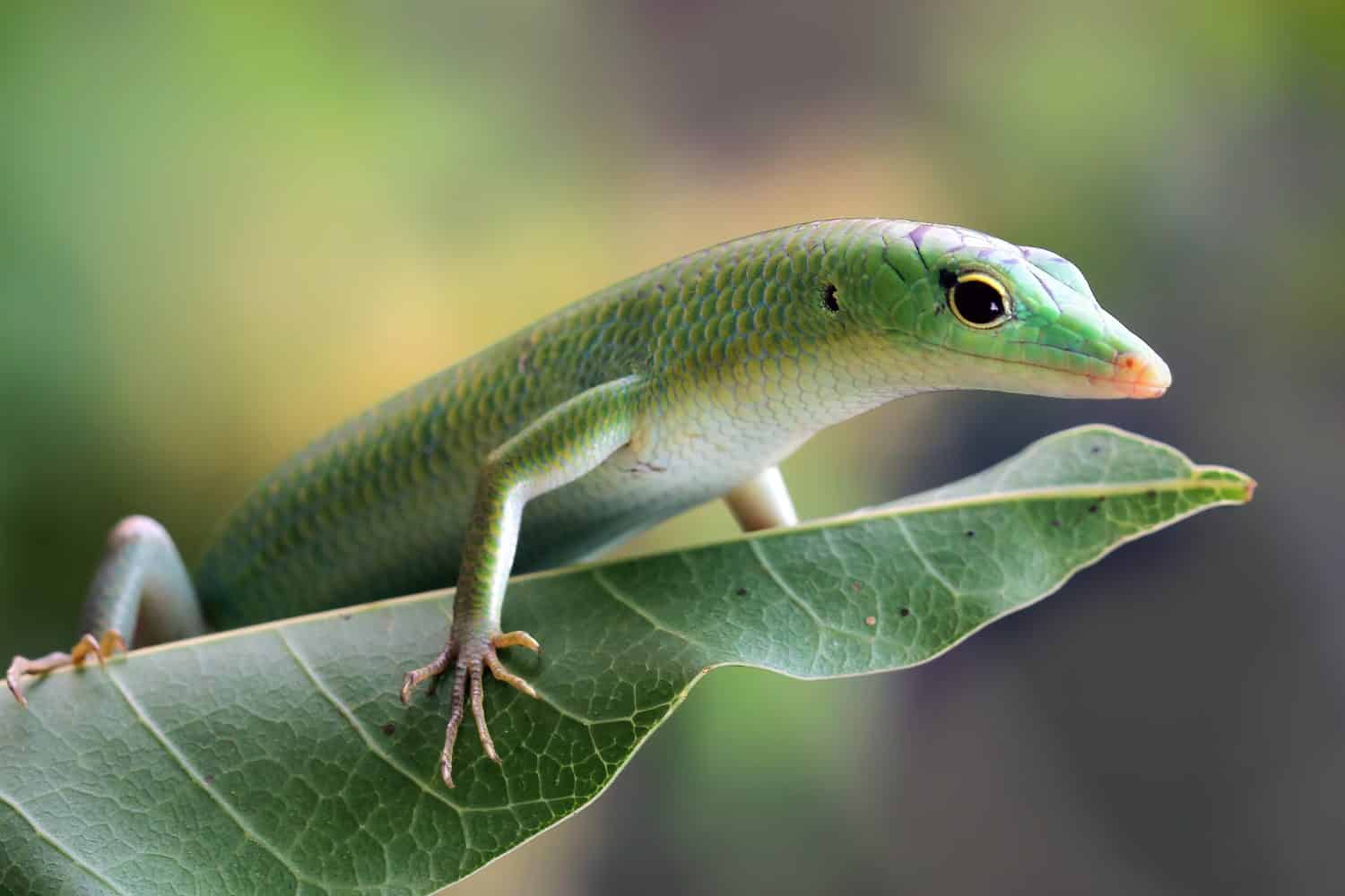 Understanding the Key Differences Between Amphibians and Reptiles - A-Z ...