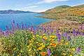 California Wildflowers Superbloom 2024: Peak Timing, Best Places to See ...