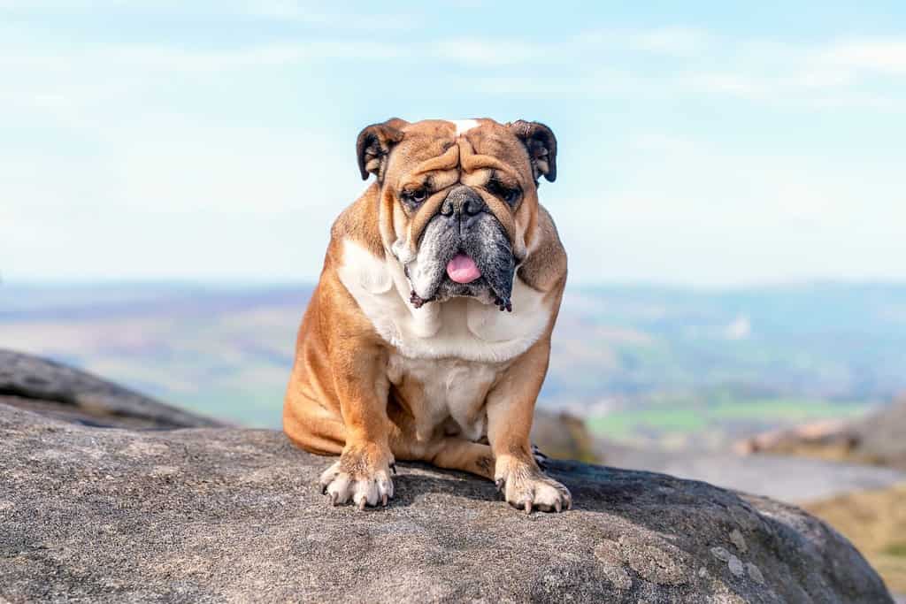 The 7 Most Travel-Friendly Dog Breeds - A-Z Animals