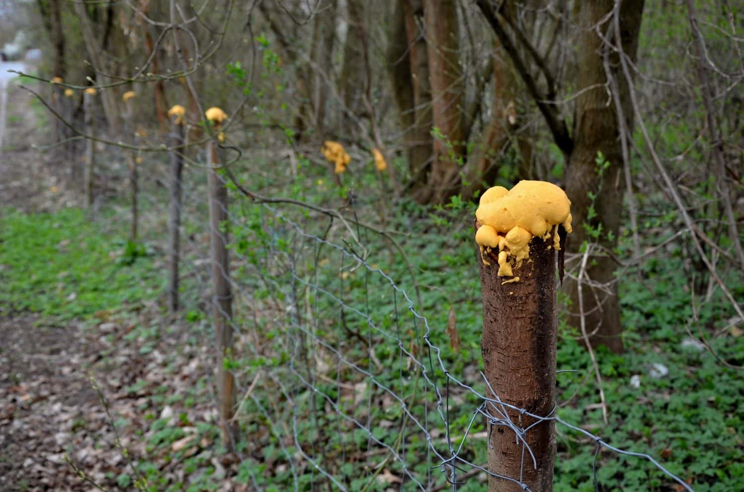 Do Scarecrows Work? How to Protect Your Garden From Hungry Birds and ...