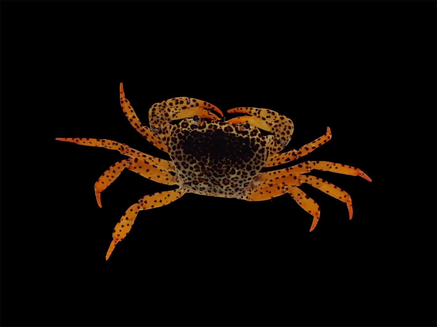 5 Cheapest Crabs to Keep as Pets - A-Z Animals