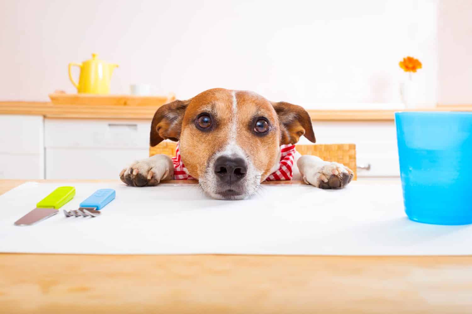 The 60+ Best Dog Names That Start With C - A-Z Animals