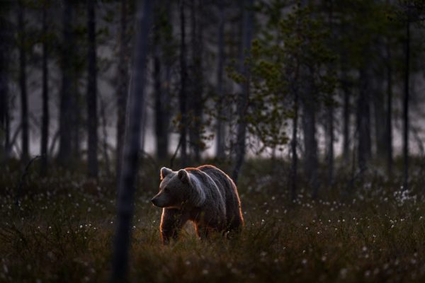 How Animals in the Taiga Survive the Extreme Winter Cold - A-Z Animals