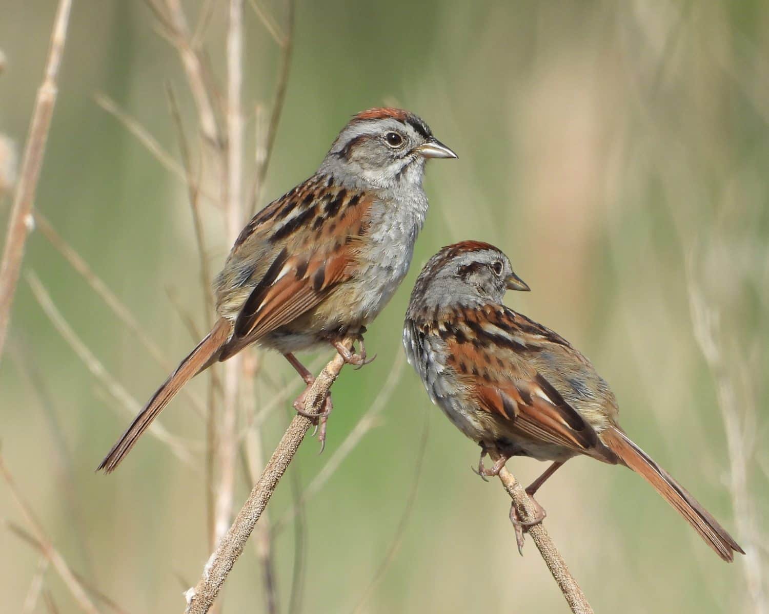 Meet The 19 Incredible Sparrows Found in Michigan - A-Z Animals