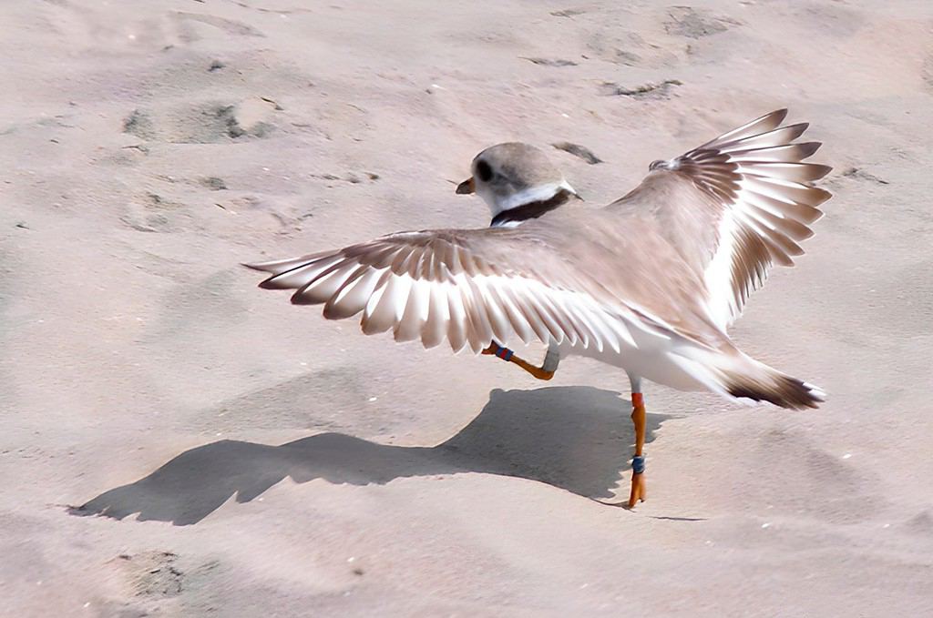 Meet the Piping Plover, the Struggling Shorebird of the Plains - A-Z ...