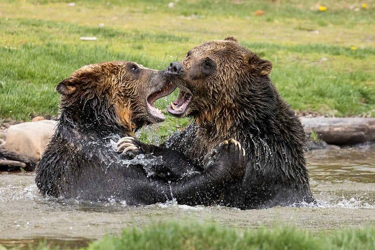 Bear Fight Is the Wildest Video You'll See All Week - A-Z Animals