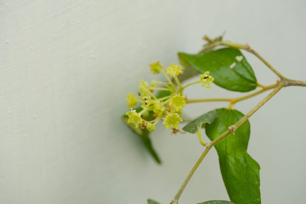 11 Beautiful Flowering Trees Found In Oregon | The Ashland Chronicle-Oregon