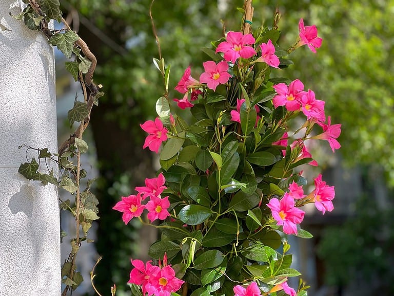 20 Vines That Produce Stunning Pink Flowers - A-Z Animals