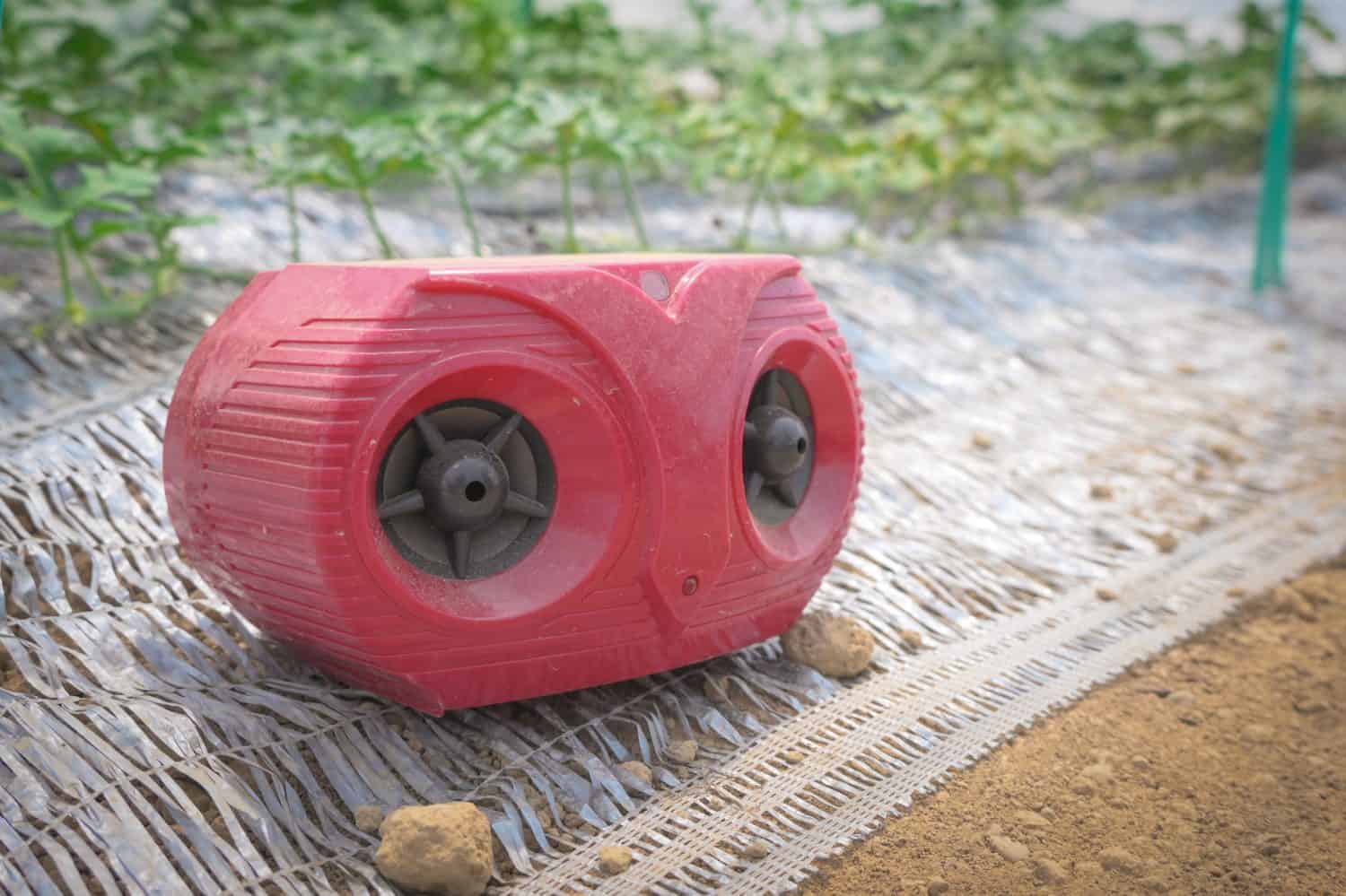 Do Scarecrows Work? How to Protect Your Garden From Hungry Birds and ...