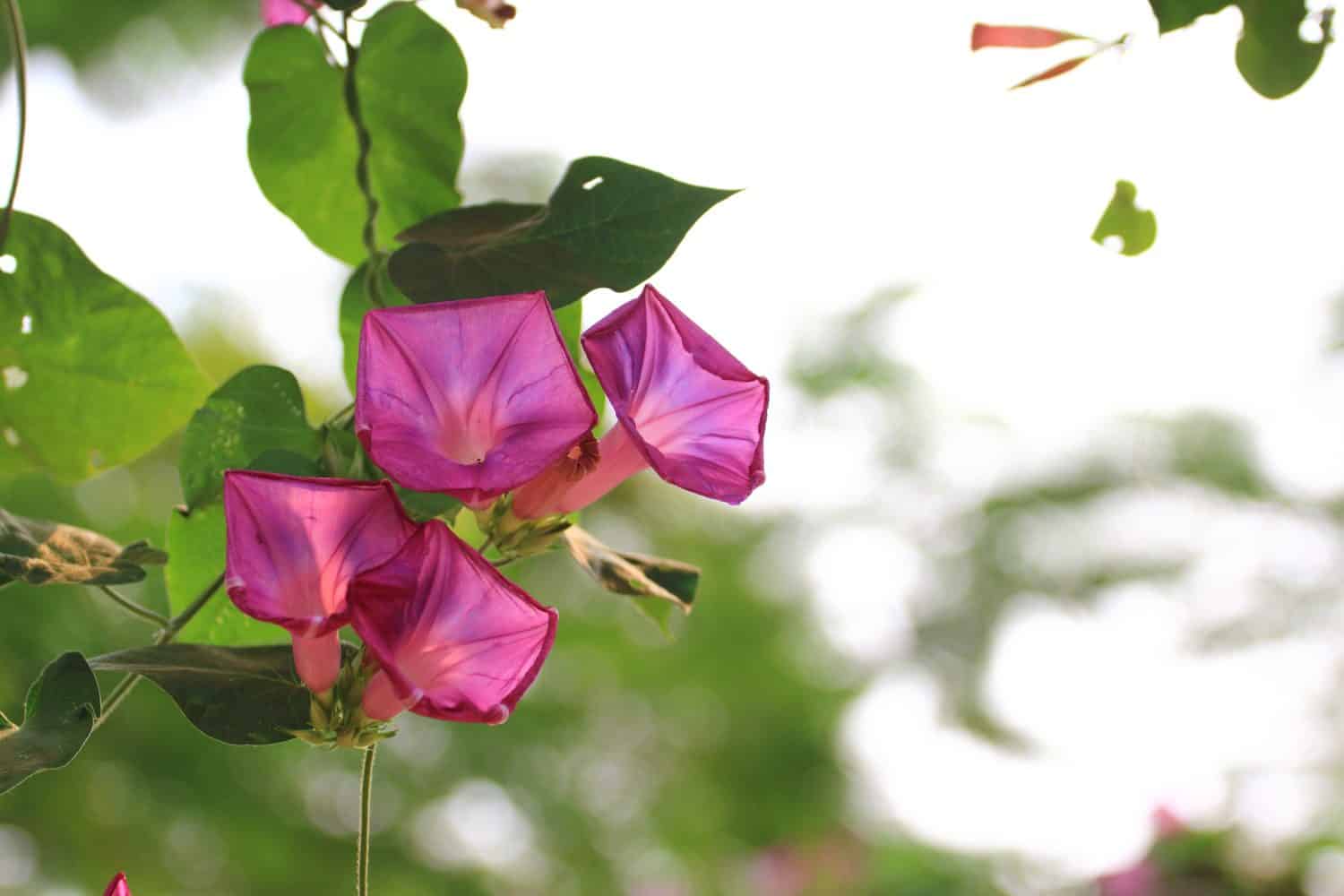 20 Vines That Produce Stunning Pink Flowers - A-Z Animals