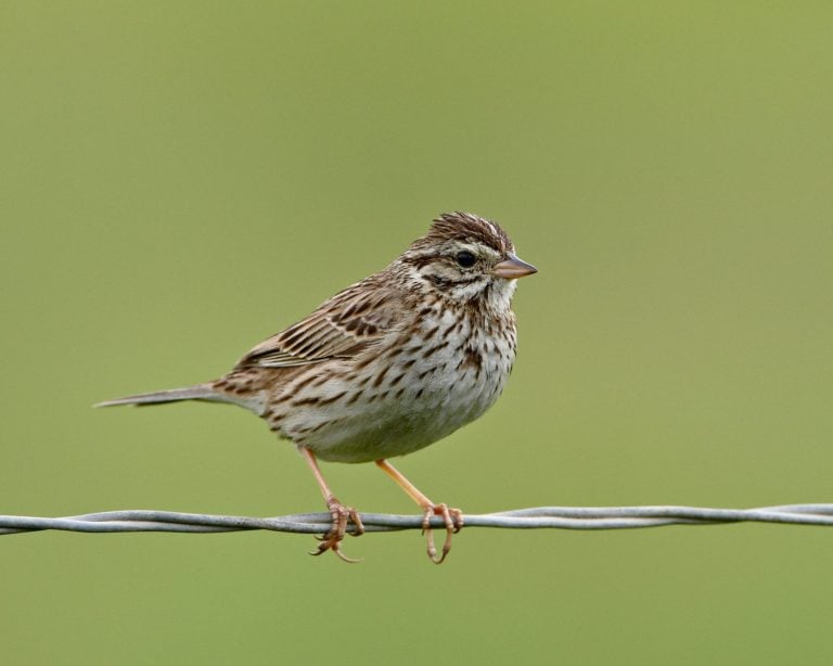 Meet The 19 Incredible Sparrows Found in Michigan - A-Z Animals