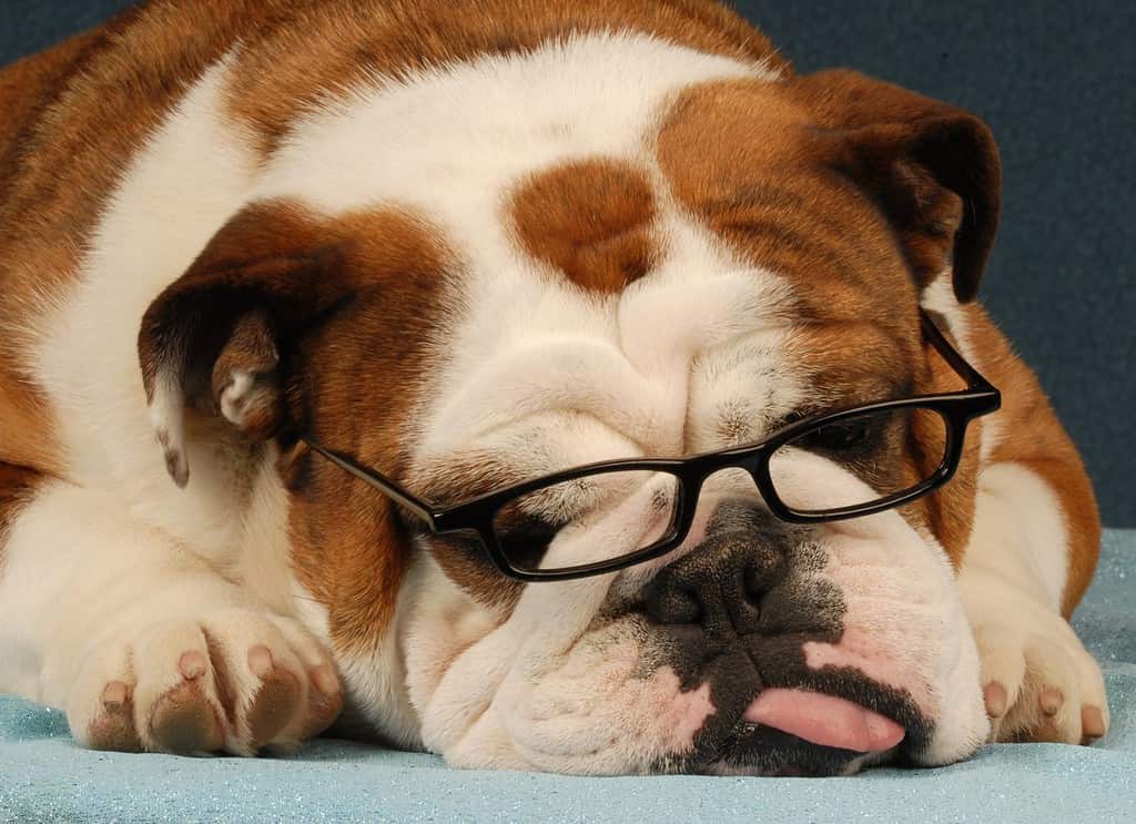 41 Clever and Amazing Bulldog Names - A-Z Animals