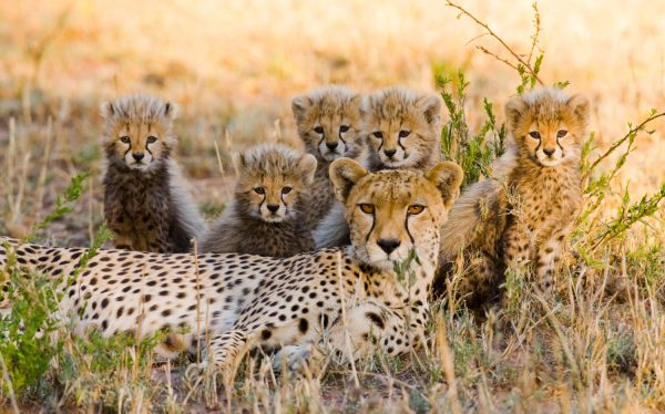 A Battle of Speed and Stealth: Cheetahs vs Leopards and What Makes Them ...