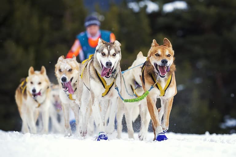 The 14 Top Dog Sled Races in the World - A-Z Animals