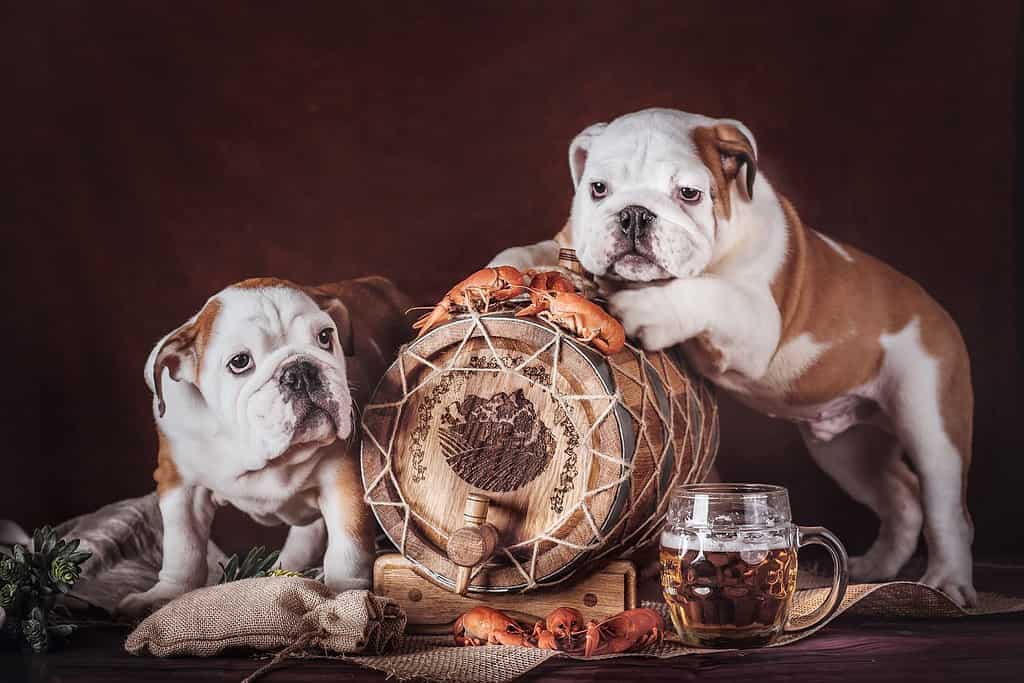 41 Clever and Amazing Bulldog Names - A-Z Animals