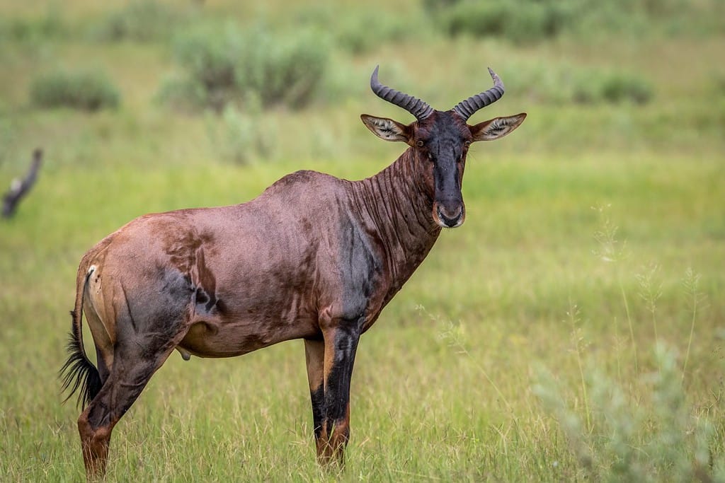 Discover the Top 20 Fastest Mammals in the World - A-Z Animals