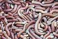 Discover 5 Animals With Blood That Isn’t Red - A-Z Animals