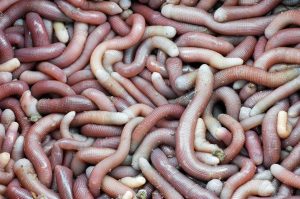 Discover 5 Animals With Blood That Isn’t Red - A-Z Animals