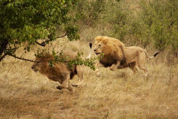 Discover the Top 20 Fastest Mammals in the World - A-Z Animals